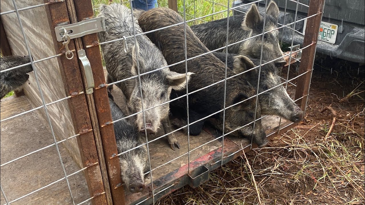 6 hogs in the trailer! Load and unload! - YouTube