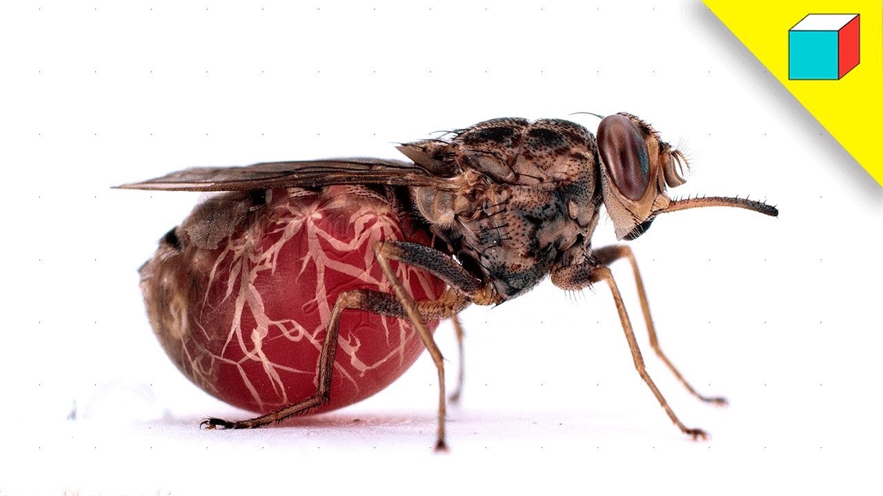 Top 5 Insectos Más Terroríficos Del Planeta | TheRandomBox - YouTube
