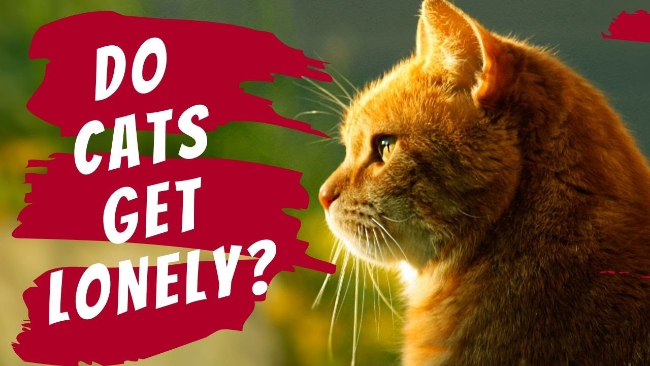 Secret Signs Your Cat is LONELY and What to Do! - YouTube