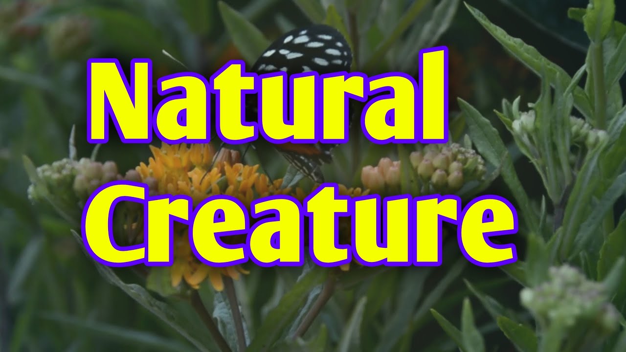 Natural Creature / Nechural Creature / प्राकृतिक प्राणी - YouTube