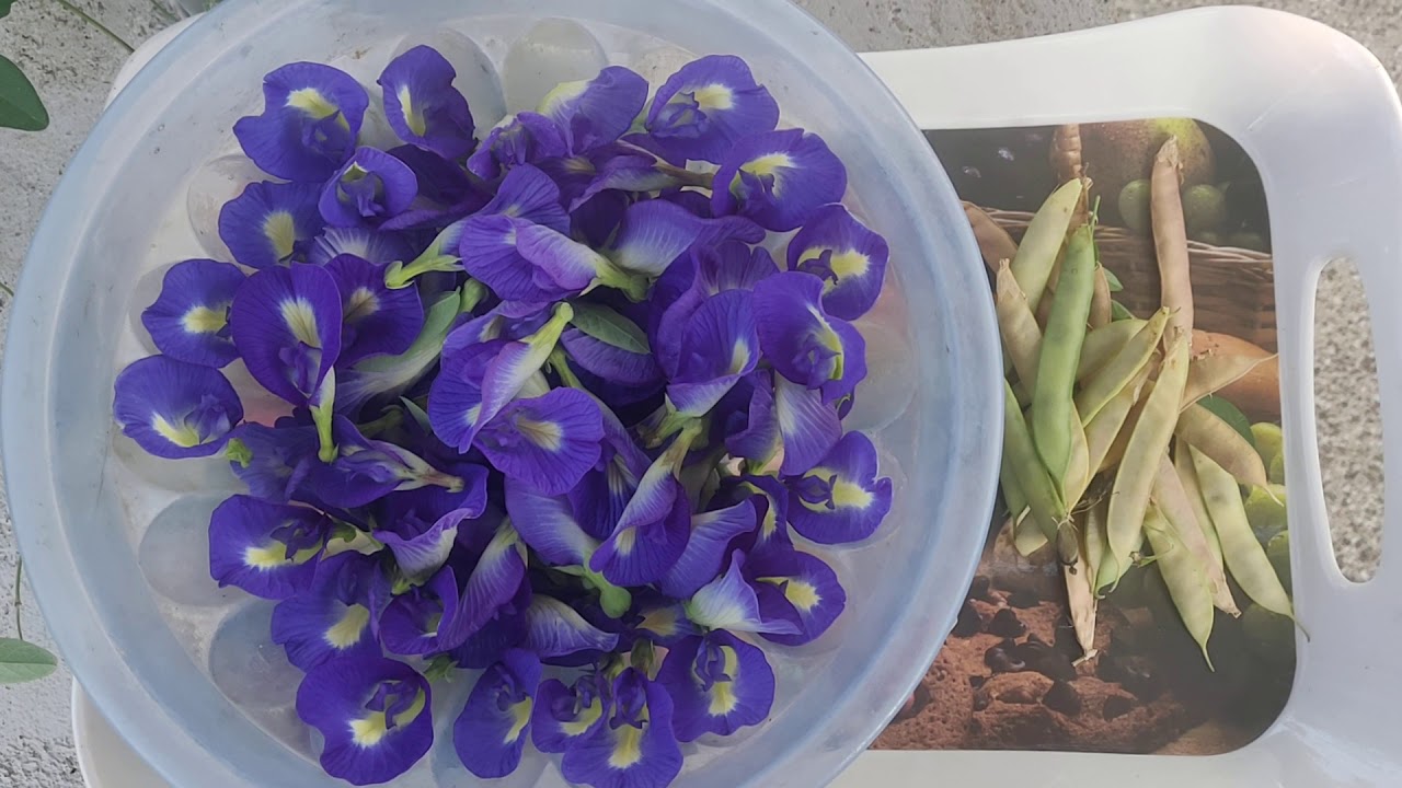 Sanghu Pushpam/ Clitoria Ternatea/Butterfly Pea Health benefits. - YouTube