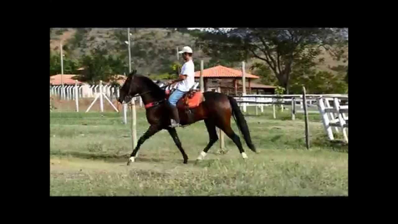 Jatobá das Águas Jm - Haras do Déa - YouTube