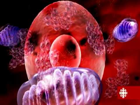 Les antioxydants et les radicaux libres - YouTube