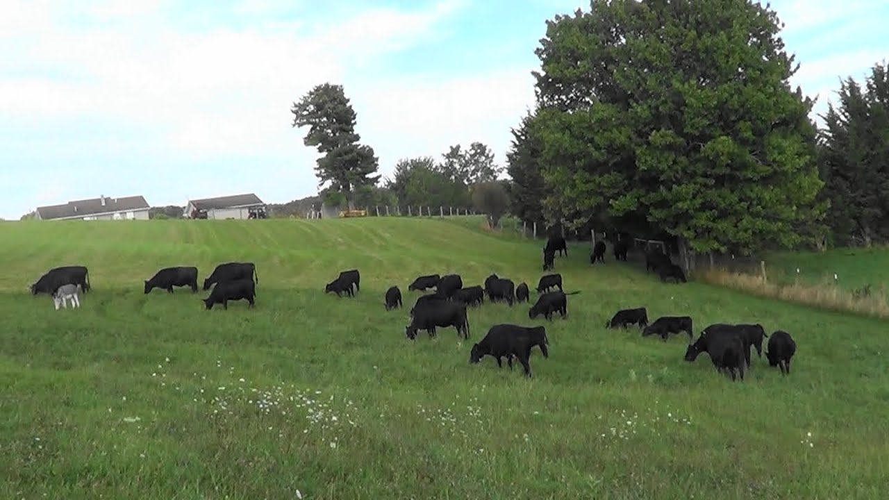 Moving cows to the hayfield, Spraying for flies - YouTube
