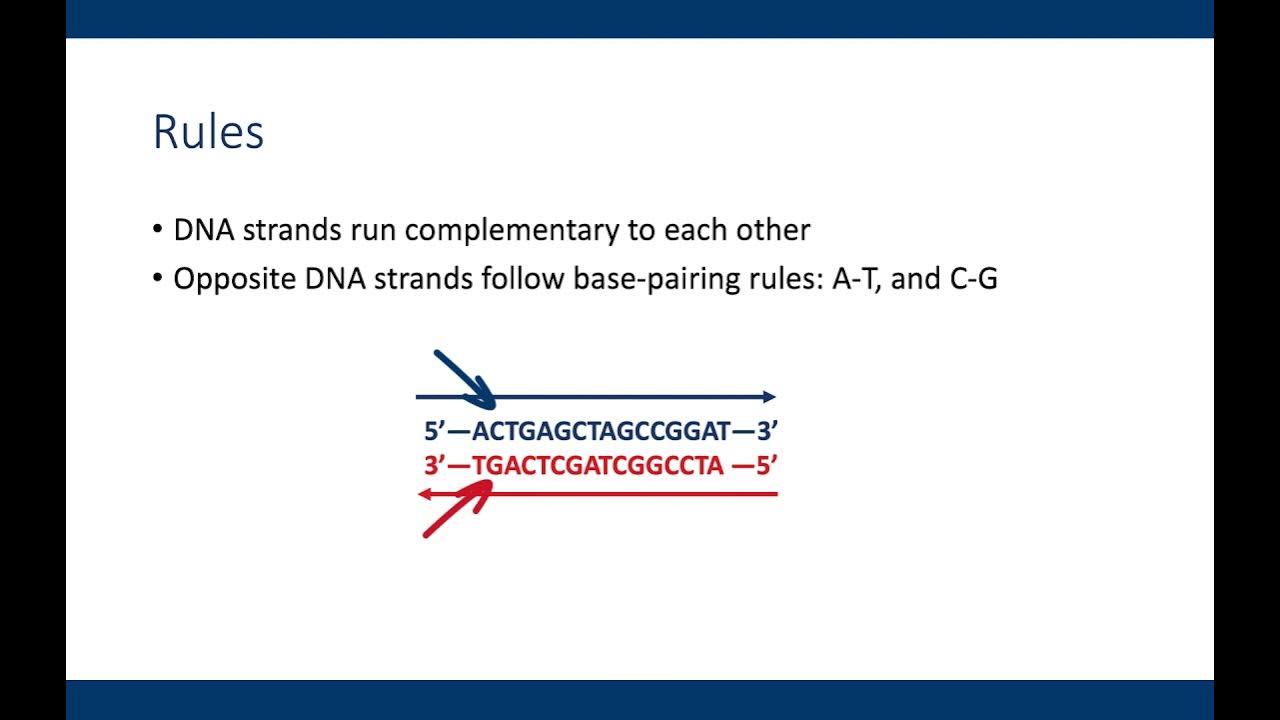 Writing complementary DNA sequences - YouTube