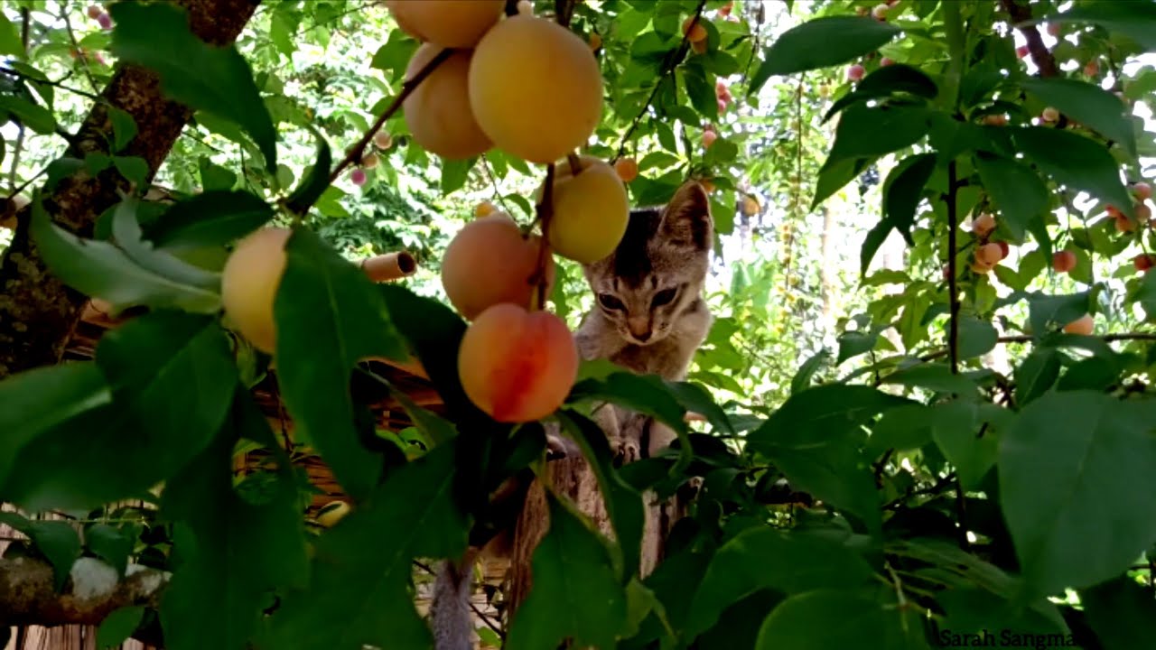 Cute cat climb up on the plum trees @agilsakninambegipa - YouTube