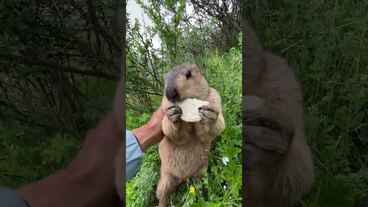 Cute wild animals bobak marmot 2 - YouTube