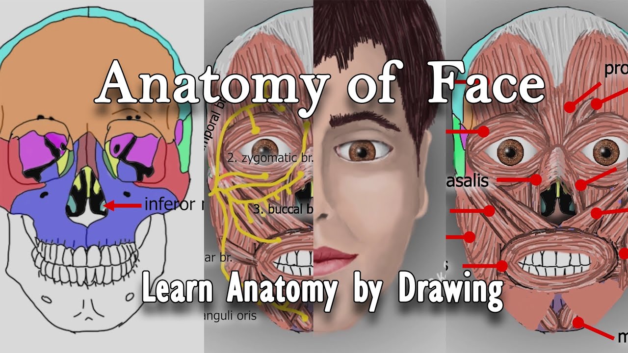 Anatomy of Face (Skull, Muscle, Nerve): Learn Anatomy by Drawing (How ...