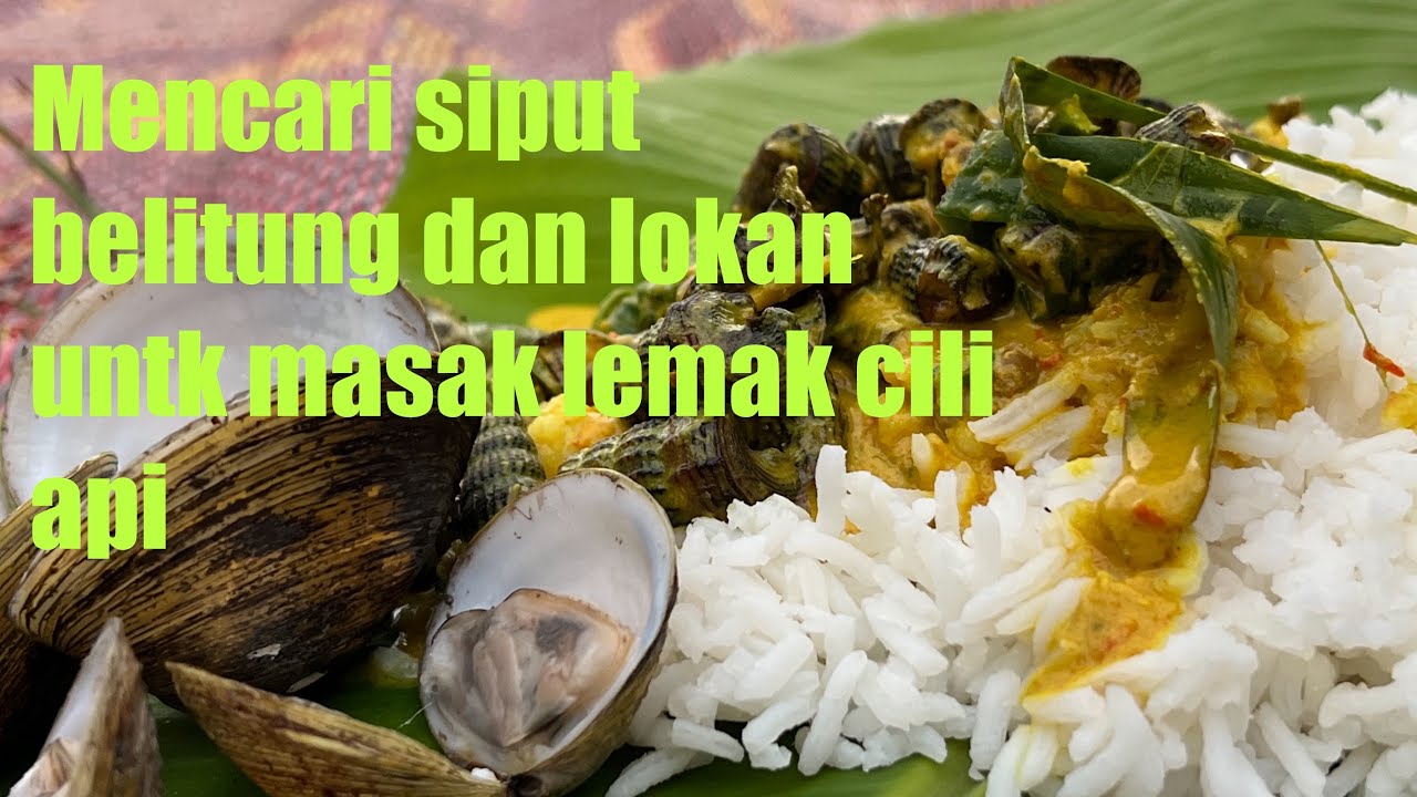 Mencari lokan dan siput belitung untk masak lemak cili api - YouTube