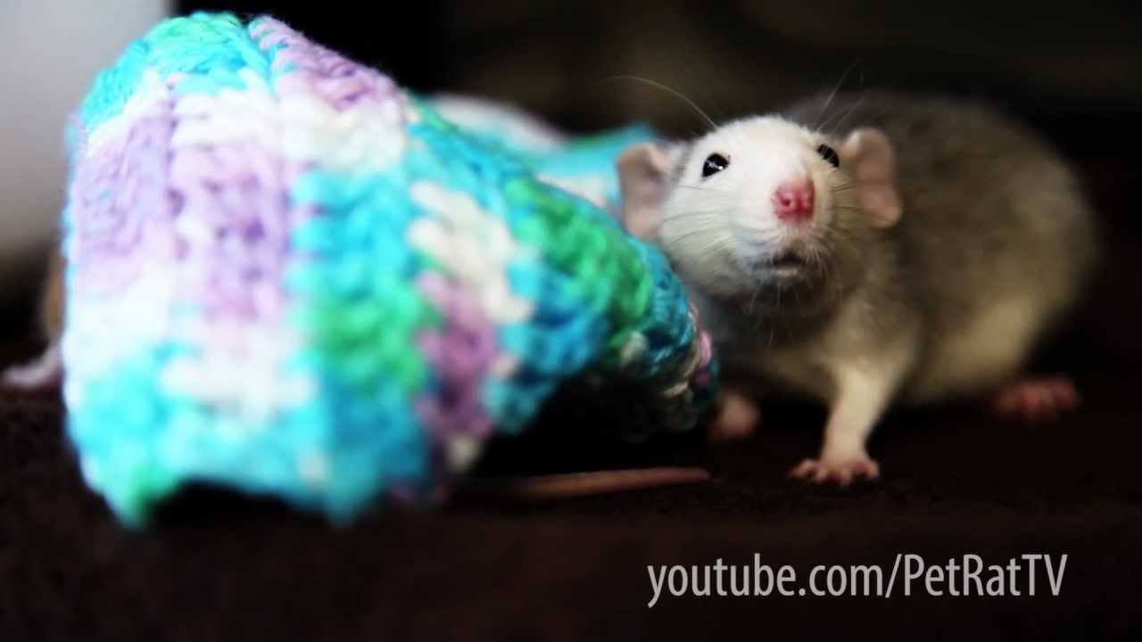 Minky's Blanket - Calm Baby Roan Rat Loves Knitted Rags [HD] - YouTube