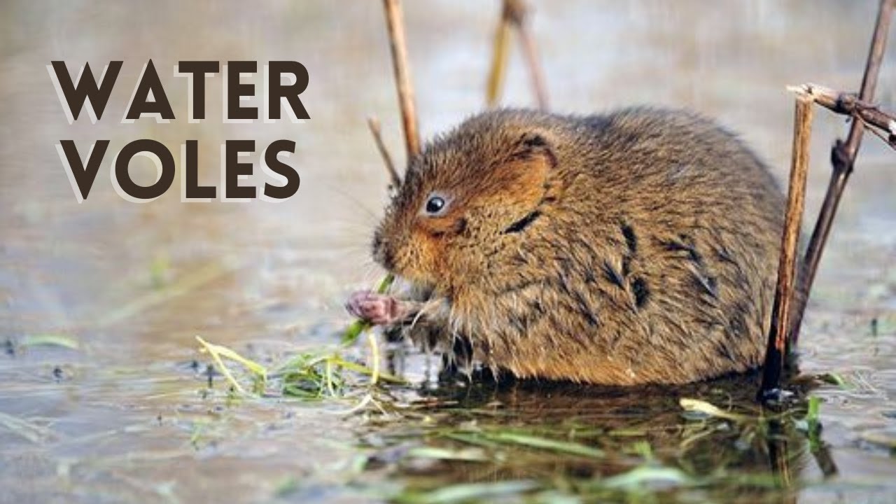 Water Voles: The Tiny Creatures of the Wetlands | Facts & Info - YouTube