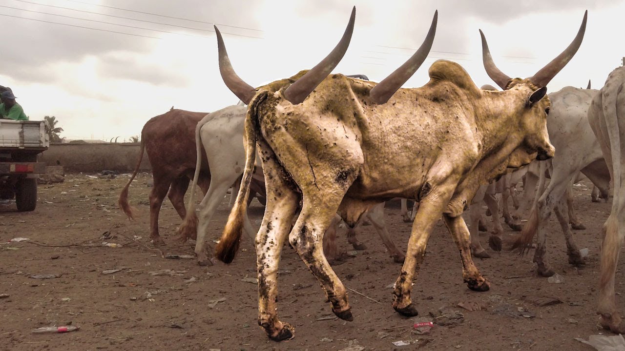 CATTLE Farming in Ghana - TULAKU Farm - YouTube