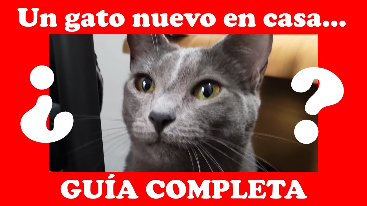 Guía completa para un gato nuevo en casa - YouTube
