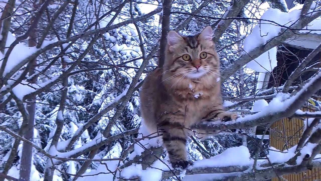 siberian cat sibirisk katt - YouTube