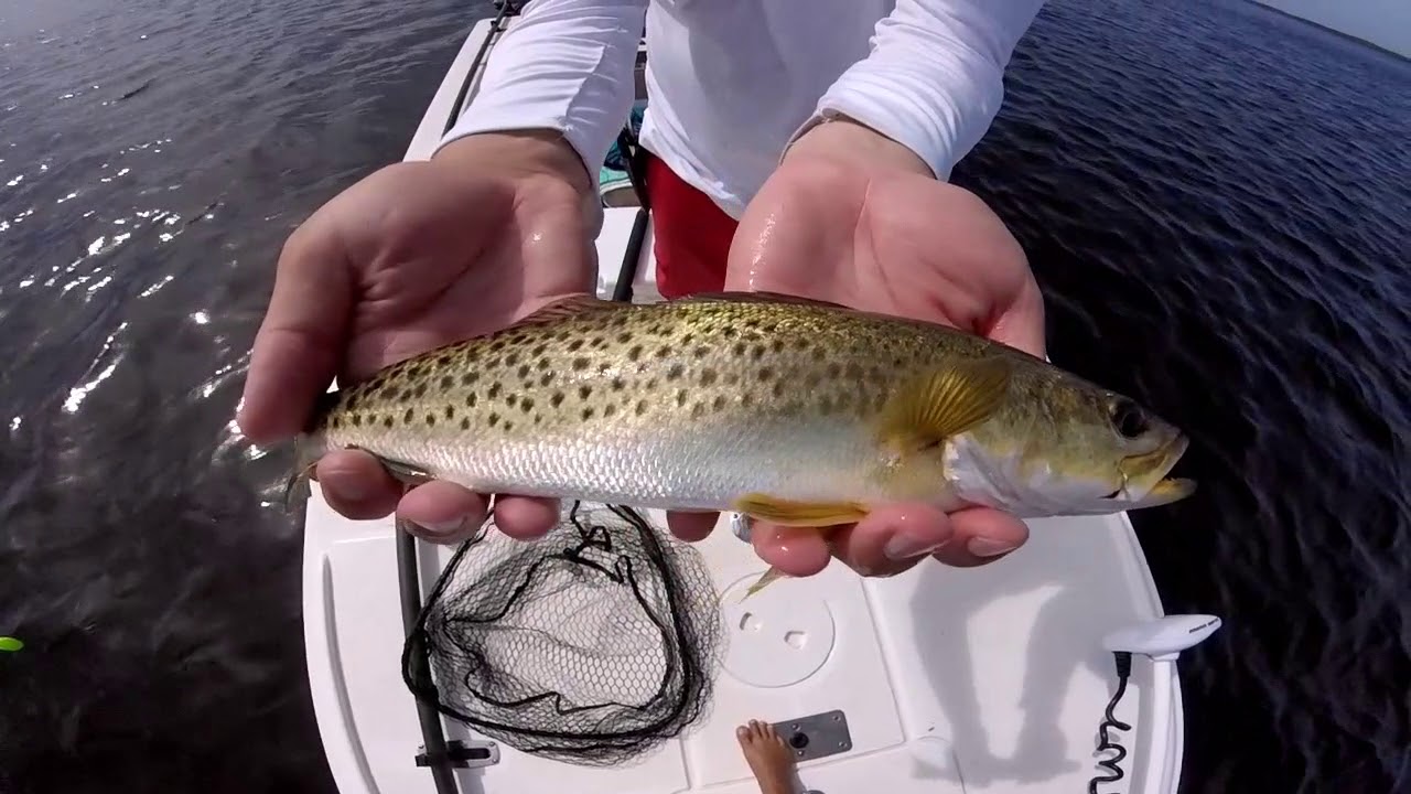 Catching Sea Trout with C2 Inshore Charters - YouTube