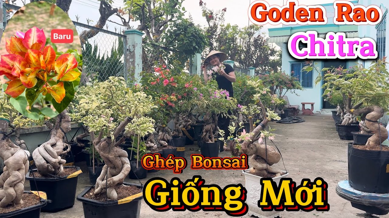 Hoa Giấy giống mới hót Goden Rao, lá vàng, lá cẩm thạch, dòng Chitra..👉 ...