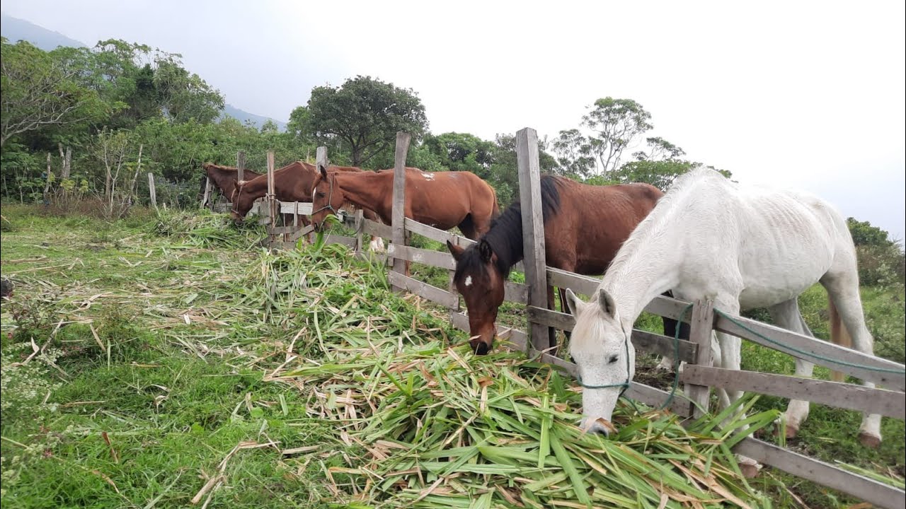 Asi les picamos sacate a los caballos en el rancho, sacate de corte ...