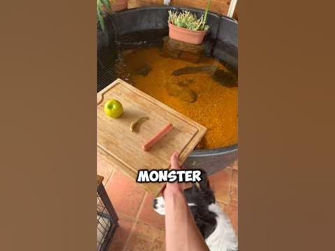 Feeding my Monster Fish a Platter of Foods! - YouTube