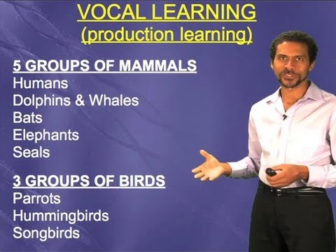 Vocal learning across species - Erich Jarvis (Duke/HHMI) - YouTube