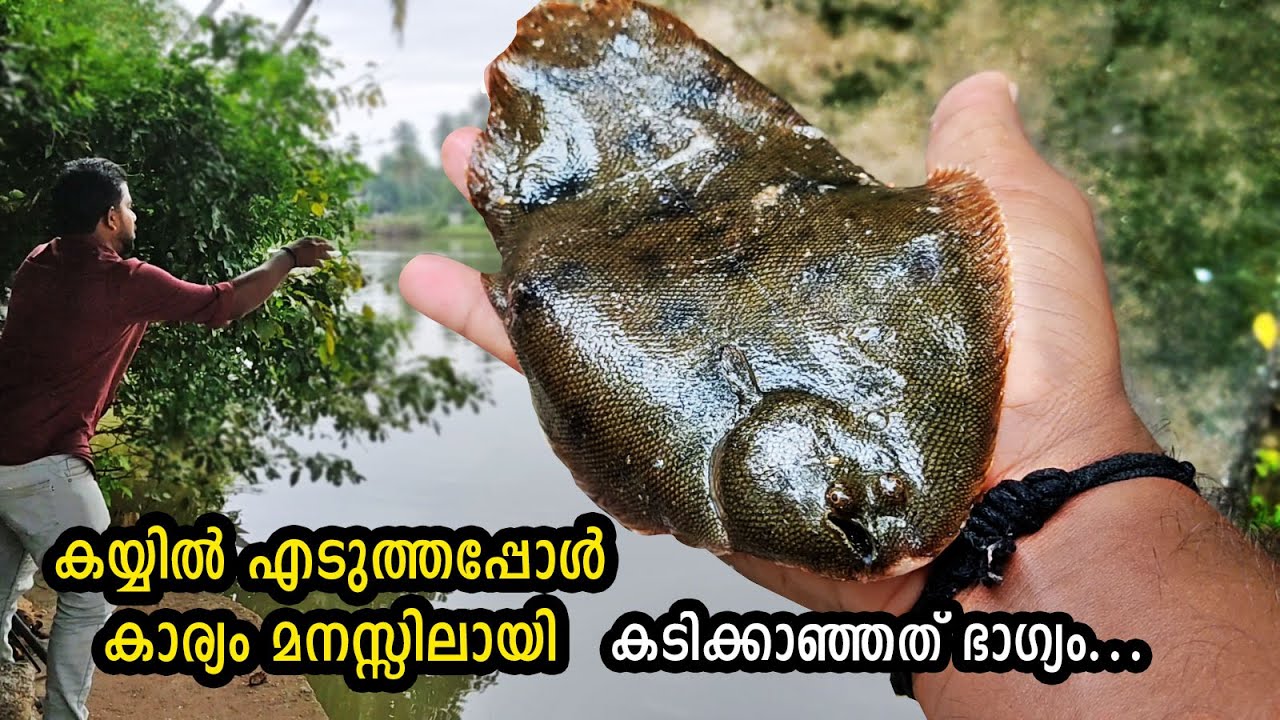 ഒരു ബല്ലാത്ത ജാതി സാധനം | Sole Fish - YouTube