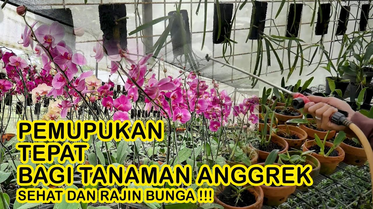 PEMUPUKAN BENAR ANGGREK SUBUR - YouTube