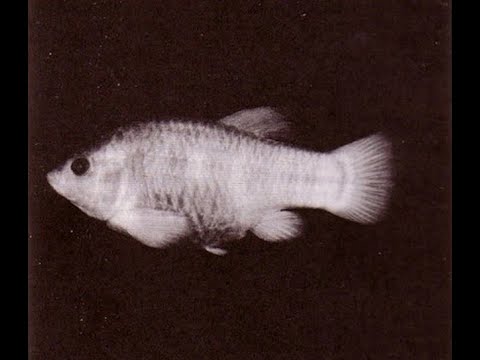 Tecopa Pupfish Song - YouTube