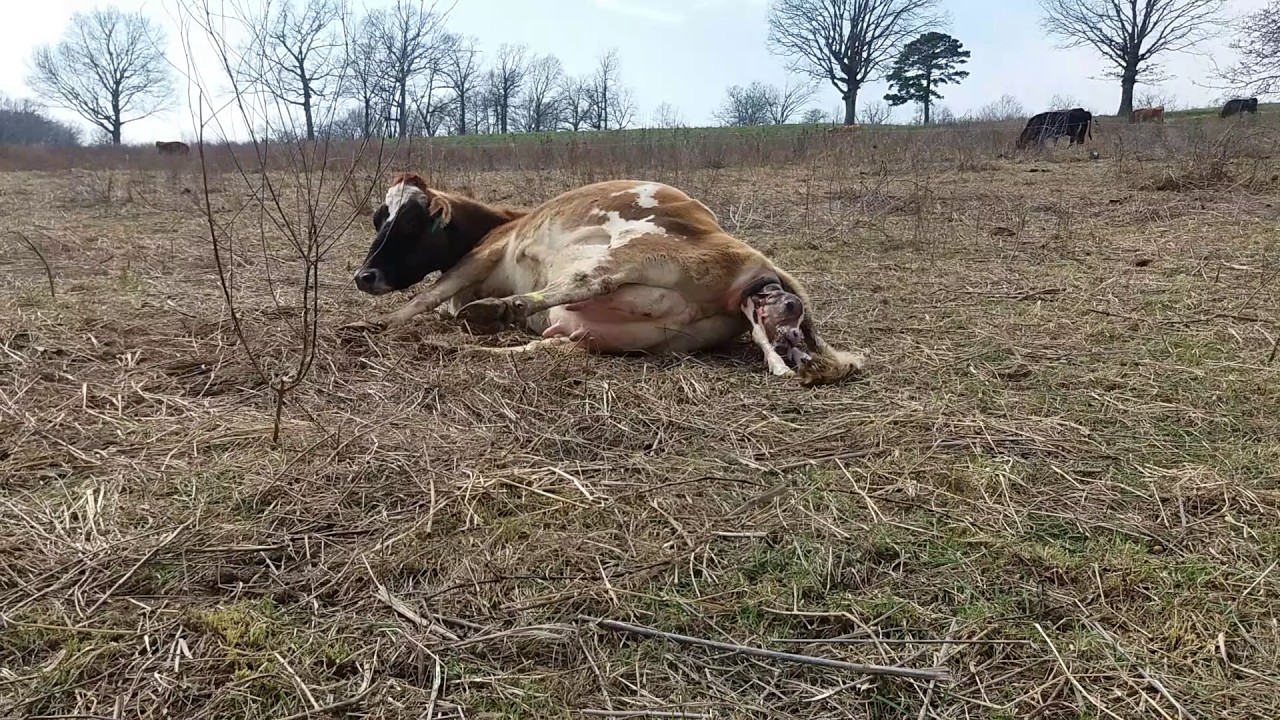 New baby calf born - YouTube