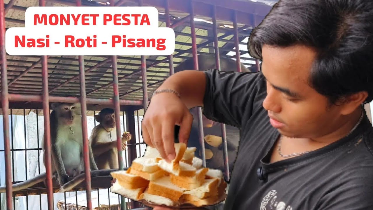 KANDANG PRIMATA BEKASI MAKAN PAGI BERSAMA ‼️ - YouTube