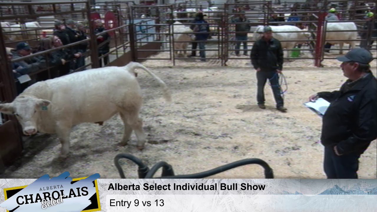 Bull Show - 12 December 2019 - 08-00-54 PM - 00006.mp4 - YouTube