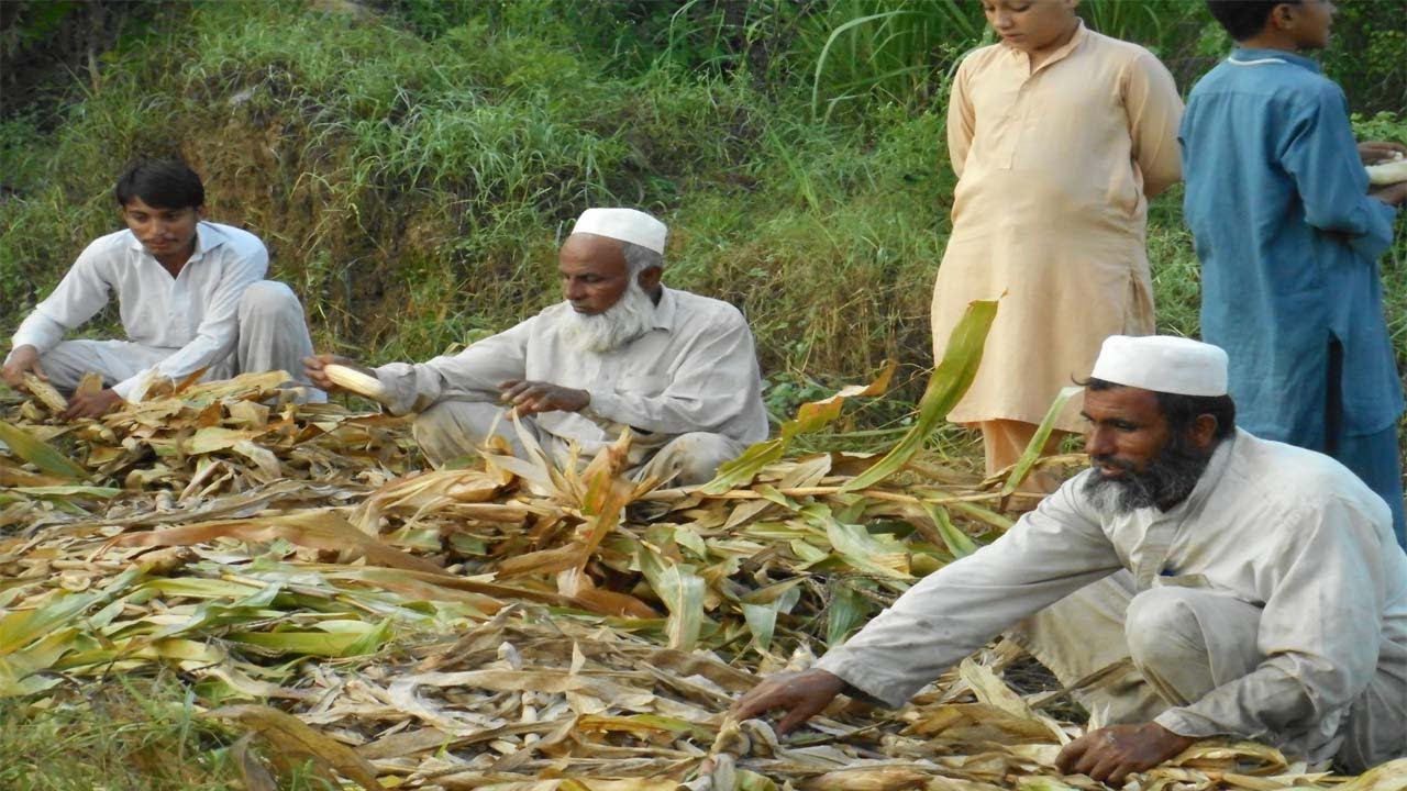 #VLOG 13:Mardan| Katlang Village Life | pakistan Mardan KpK Katlang ...
