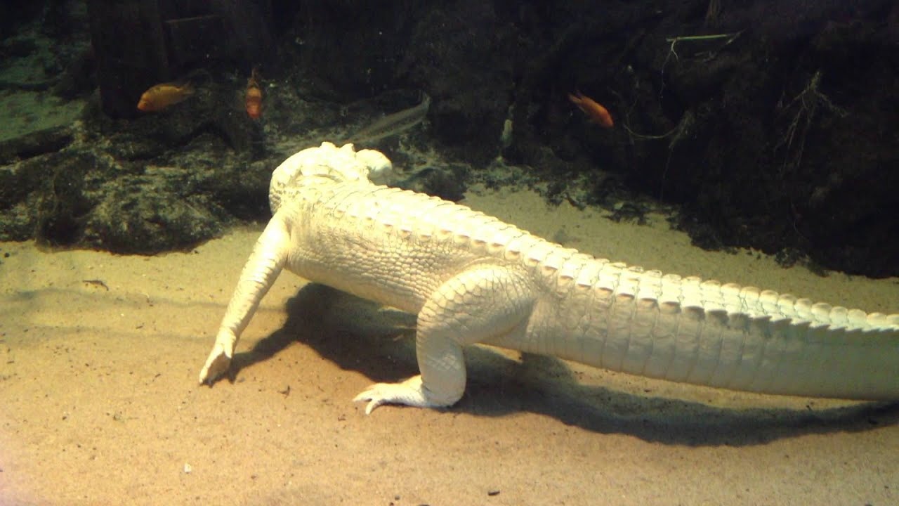White Alligator - YouTube