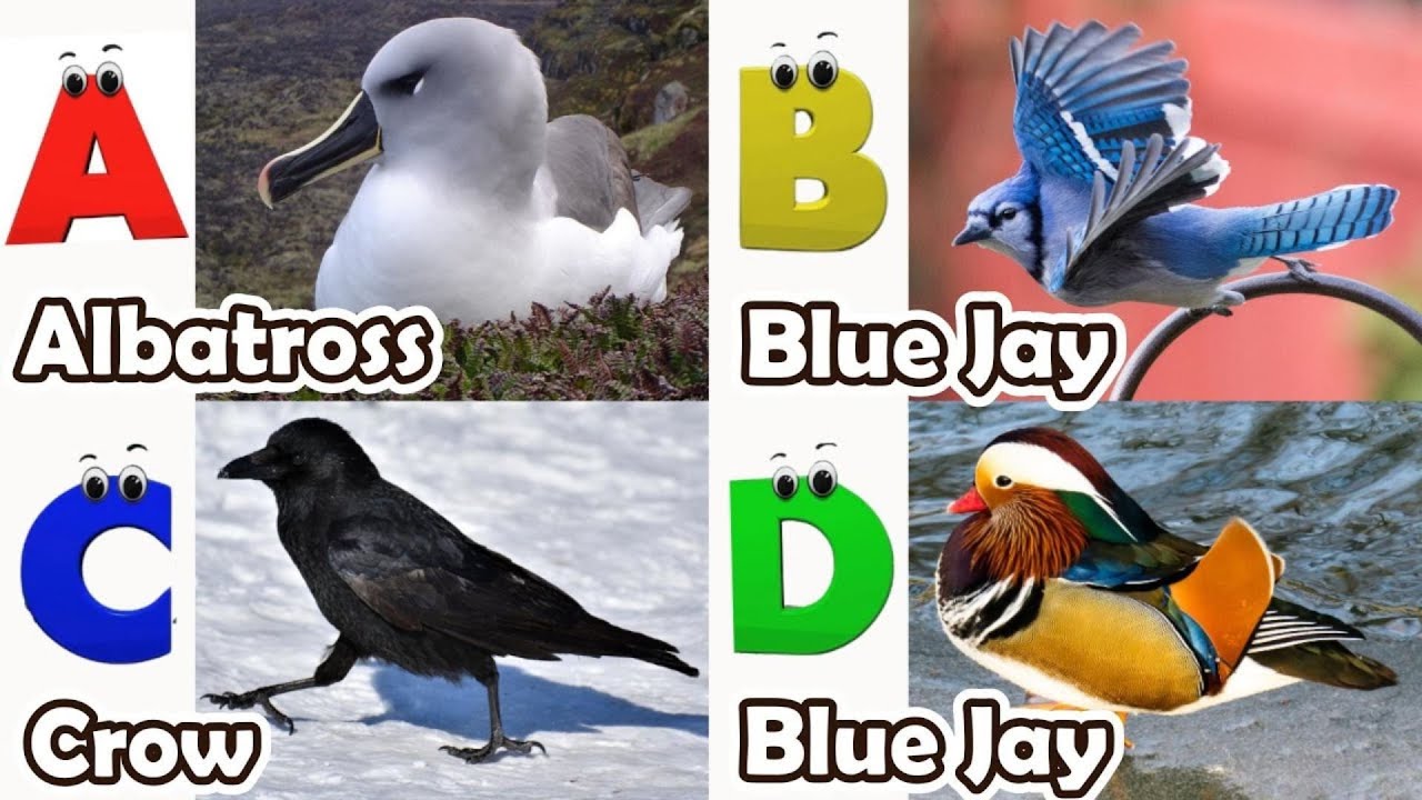 ABC Birds Song | Real Animals Song | Learn English, Alphabets and ...