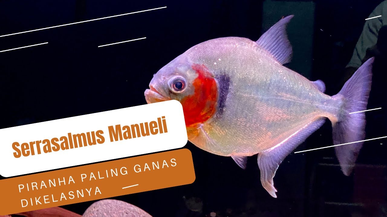 si Cemong - Ikan predator piranha Serrasalmus Manueli 26cm - YouTube