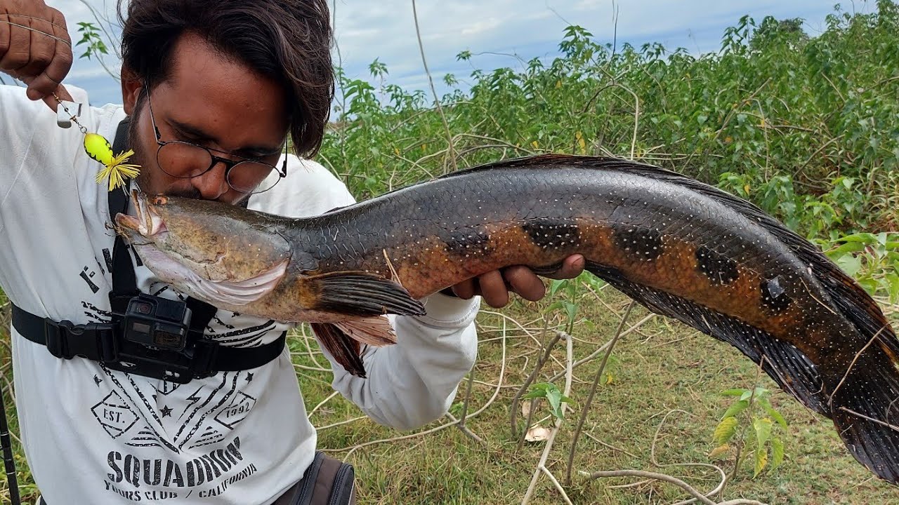 मरल / समल का चाल समझीए।How to catch snakehead fish - YouTube