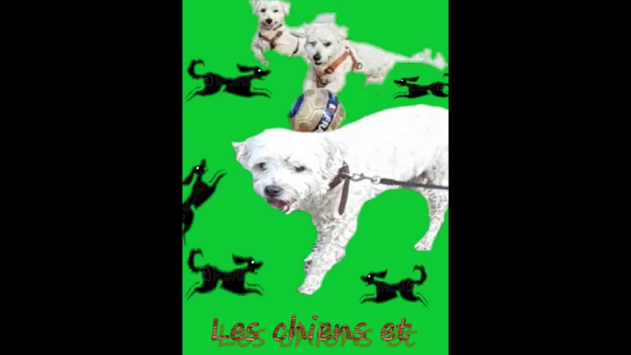 ⚽🐶 9 juillet 2019 : Les chiens et le ballon 🐶⚽ - YouTube