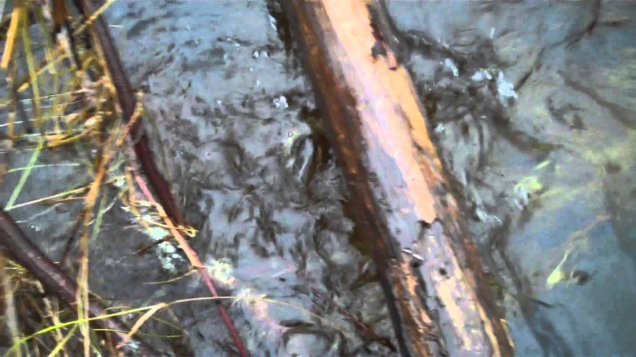 TRAPPING CHECKING TRAPS MARCH 2016 - YouTube