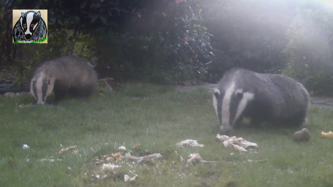 Chubby the Badger and Friend - YouTube