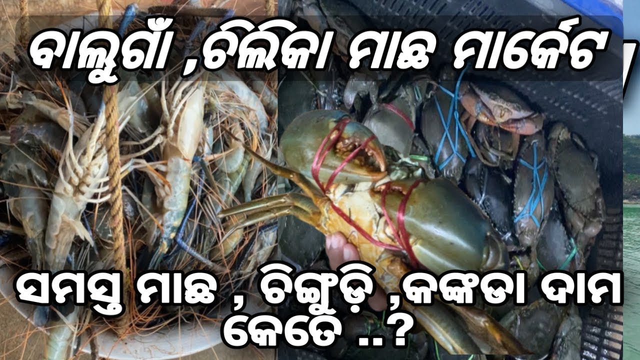 Balugaon Chilika Fish market Odisha | ବାଲୁଗାଁ ଚିଲିକା ମାଛ ମାର୍କେଟ ଓଡିଶା ...