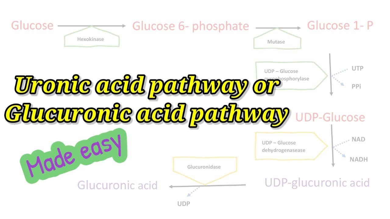 Uronic acid pathway made easy: How to remember Glucuronic acid pathway ...