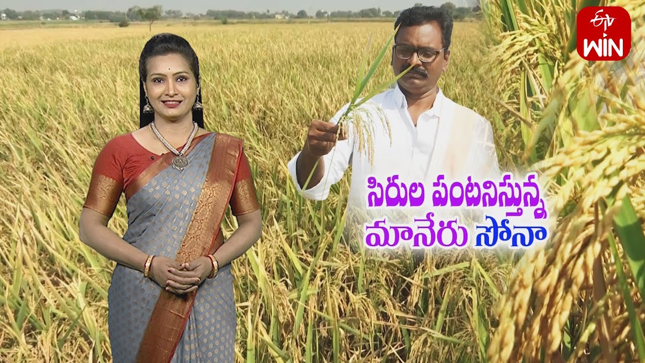 Wonderful yields with Maner sona paddy in kharif- experience by ...