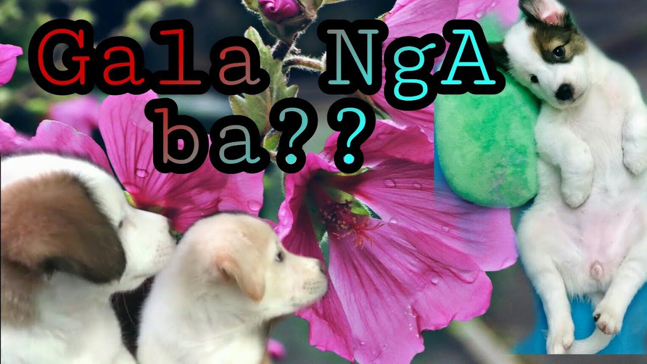 GALA NGA BA ??? || ANG ENDING 👆||😂 - YouTube