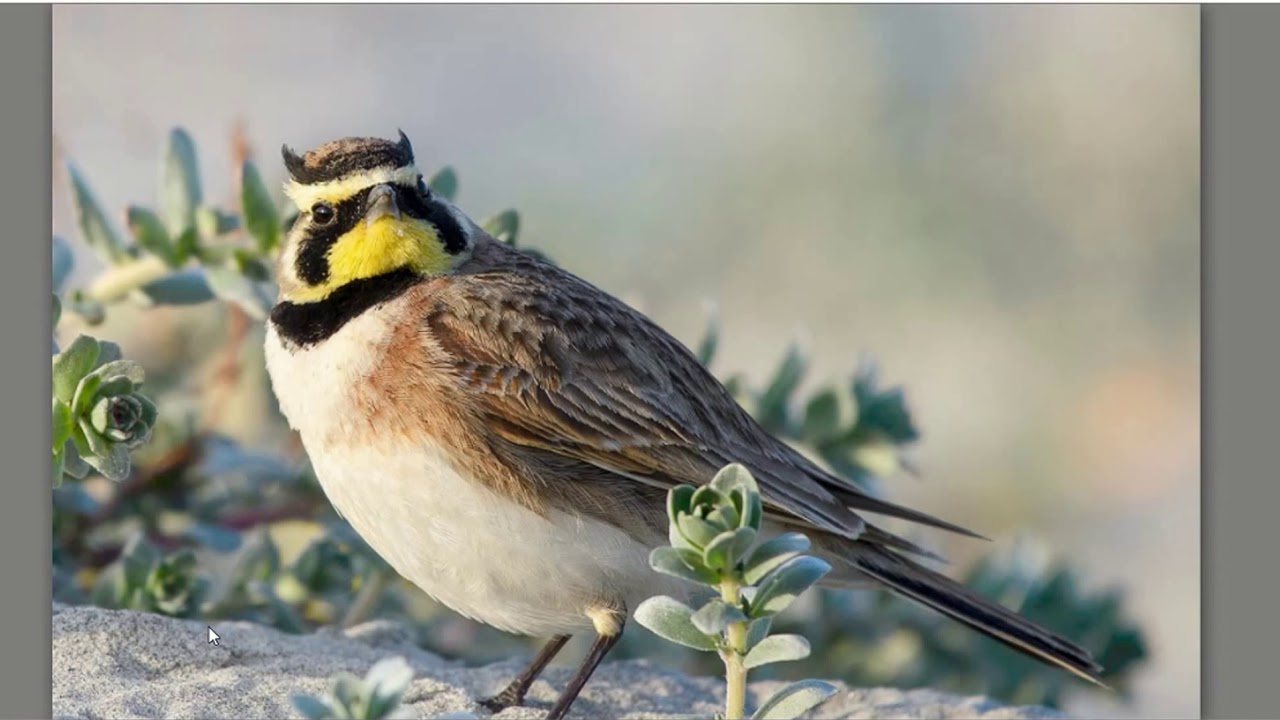 Pippa's Song (Explanation, with song) - YouTube