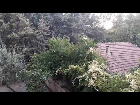 Yeşil Papağan / Green Parrot / Psittacula Krameri