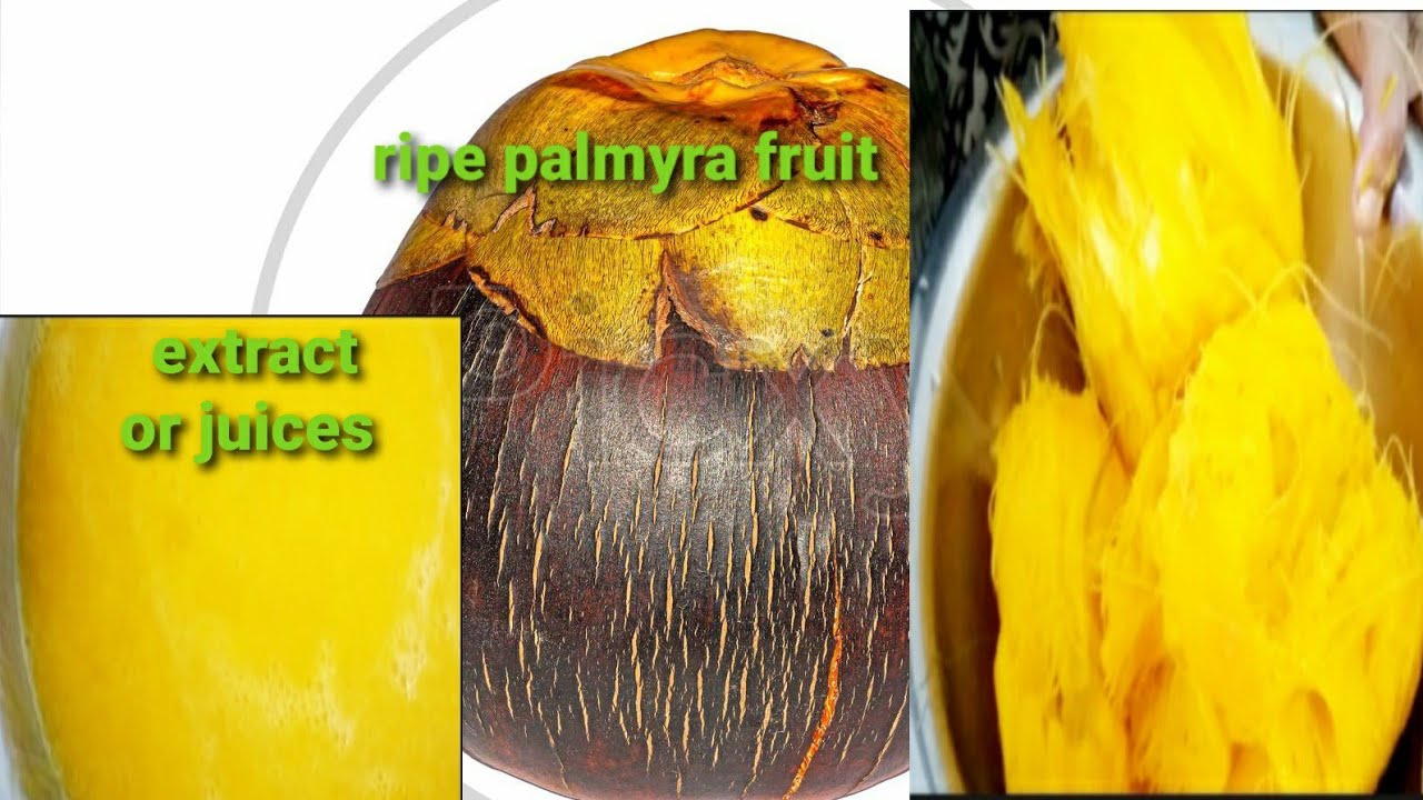 How to Peel and extract ripe palmyra fruit. - YouTube
