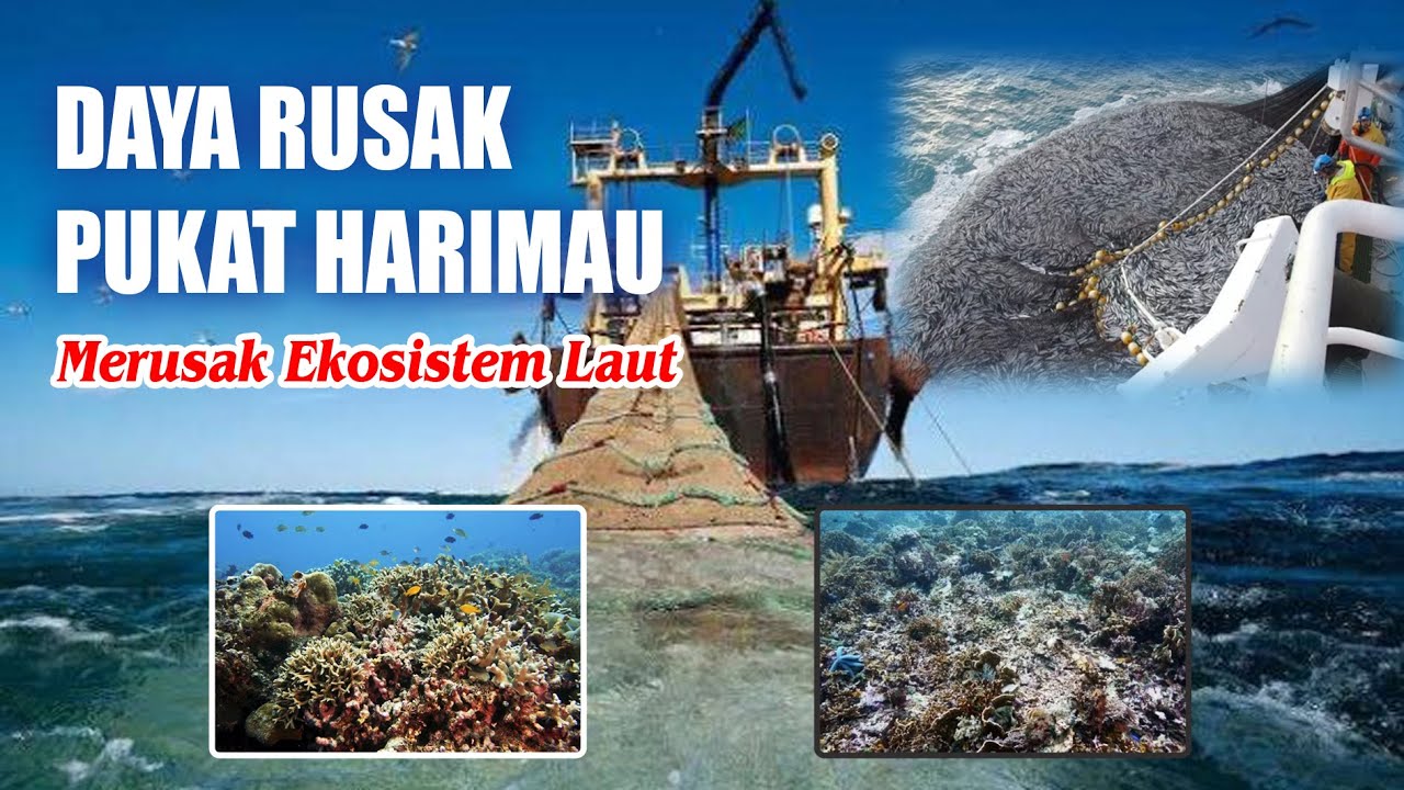 Daya Rusak Pukat Harimau Merusak Ekosistem Laut - YouTube