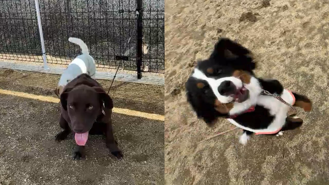 ラブラドールとバーニーズマウンテンドッグ - YouTube