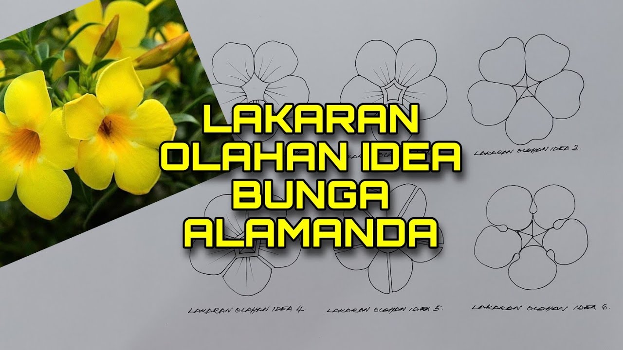 LAKARAN Olahan Idea Bunga Alamanda - YouTube