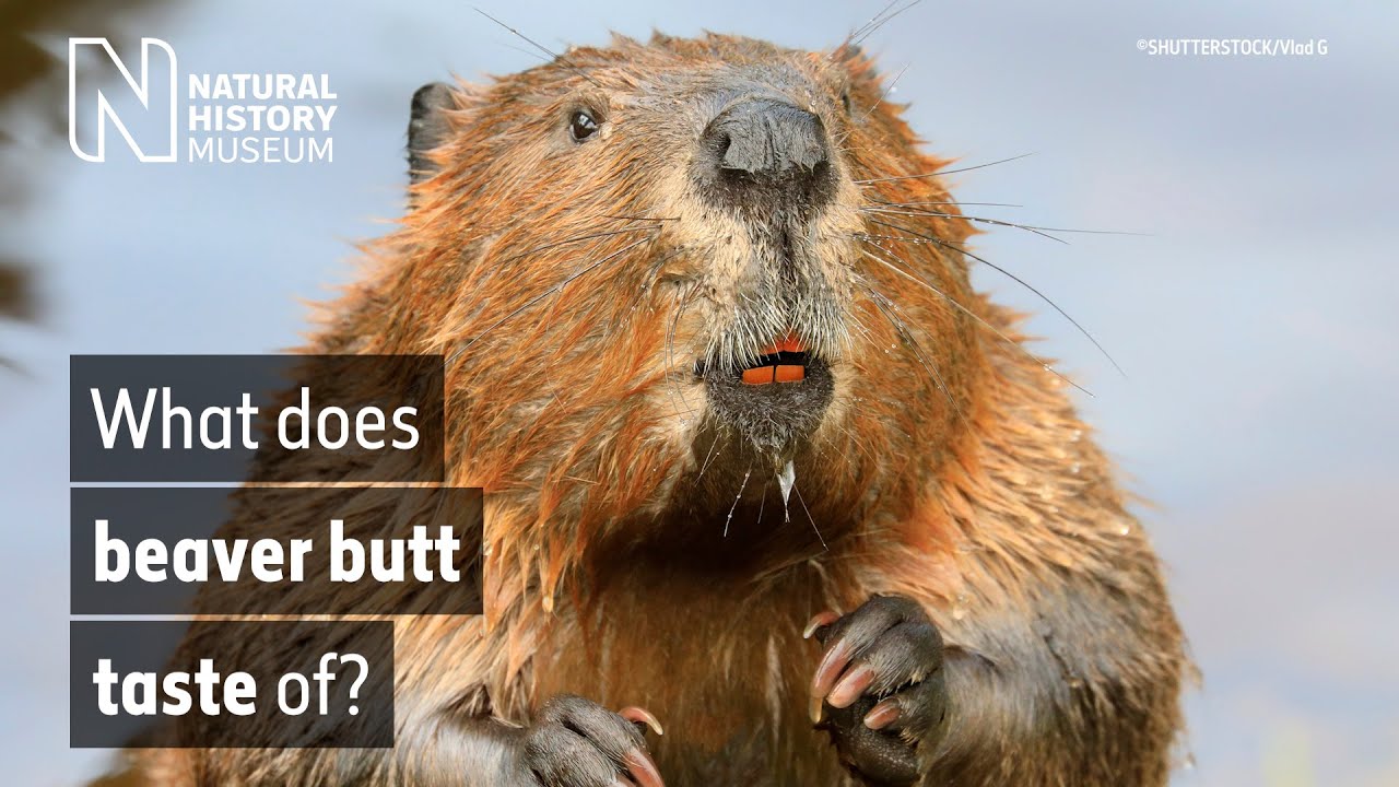 What is castoreum? The odd link between beavers and ice cream ...