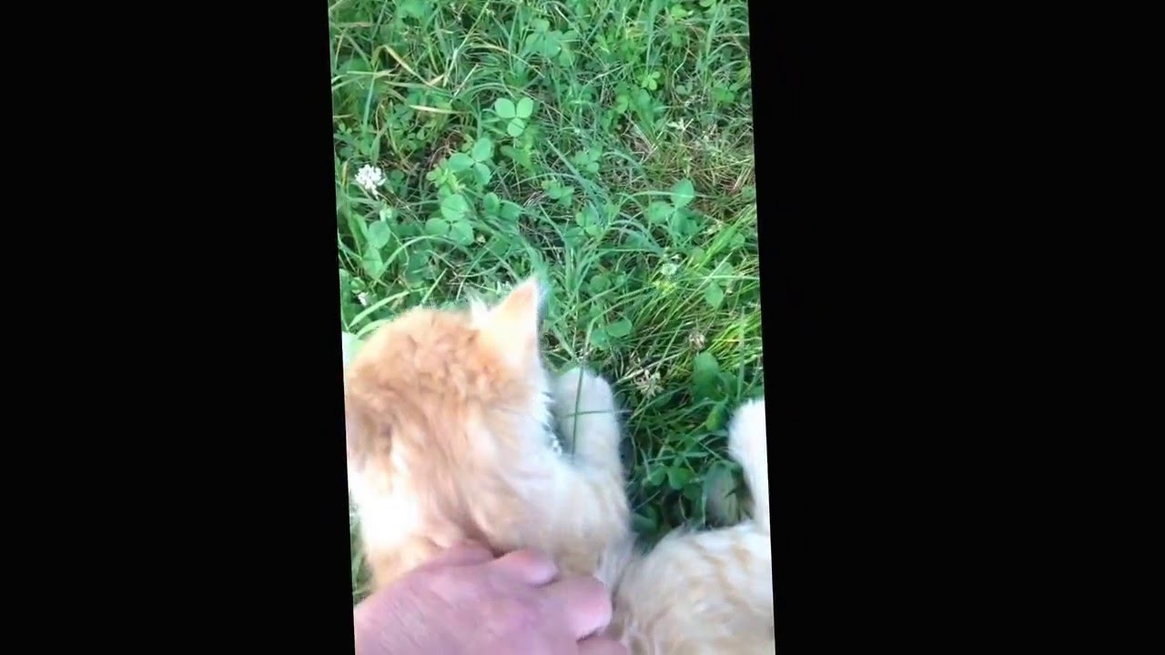 crooked tail feral kitten - YouTube