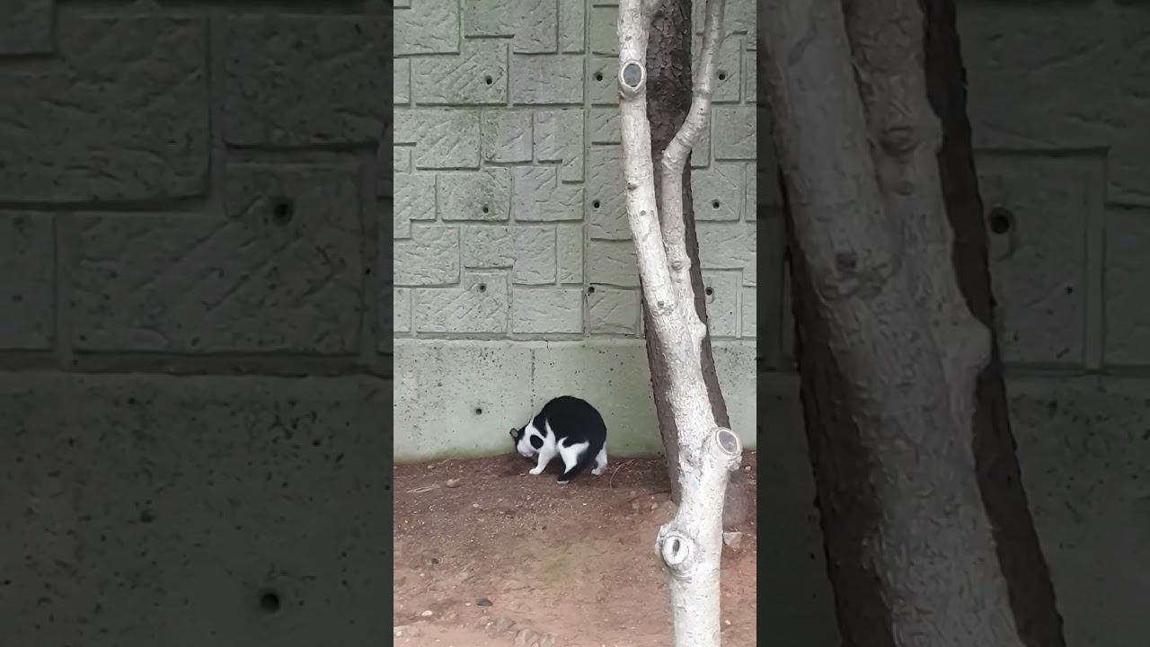응가하는 길고양이 | Pooping Cat #고양이 #cat - YouTube